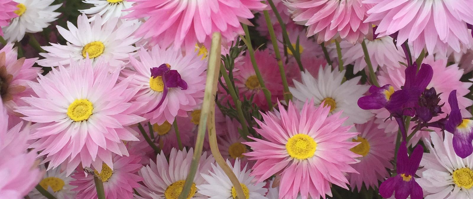 Janette Wilson Design – Relax • Enjoy • Revive